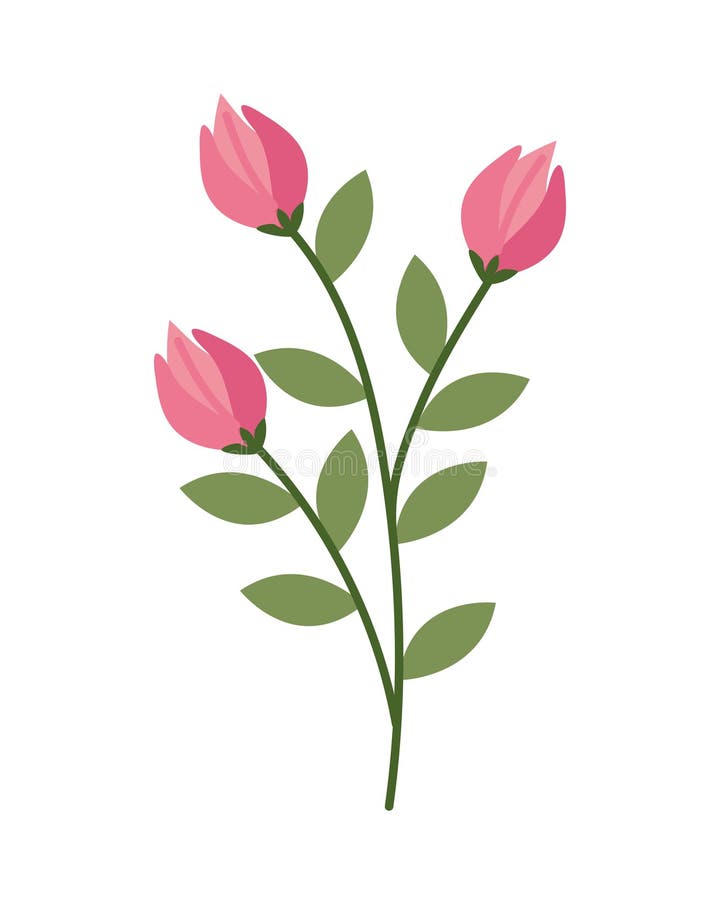 Colorful Beautiful Pink Rose Flower Stock Vector - Illustration of ...