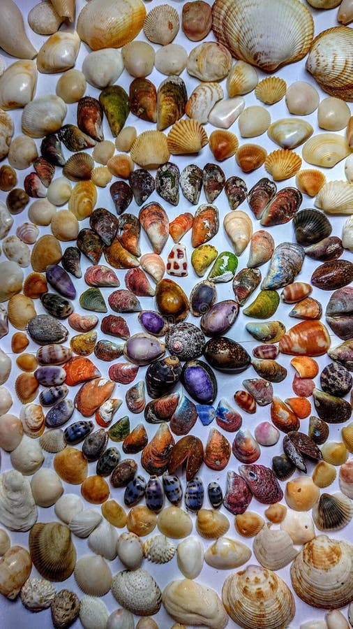 Colorful and Beautiful Shellfish Collected from the Beaches of Sri ...