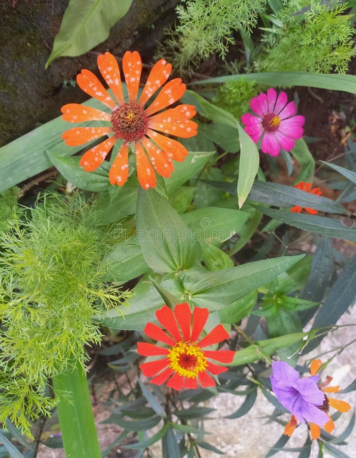 The Colorful Beauty of the Plants Growing in the Yard Stock Photo ...