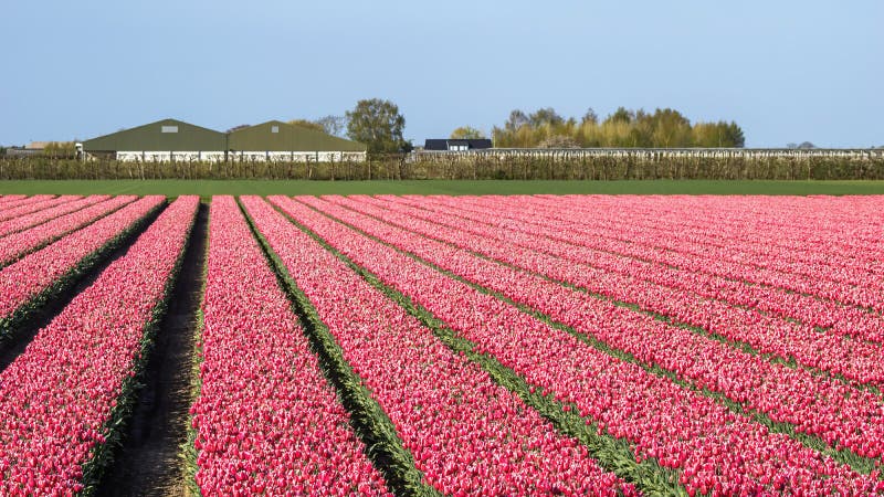 A Colorful Bed of Pink Dutch Tulips. Stock Image - Image of green ...