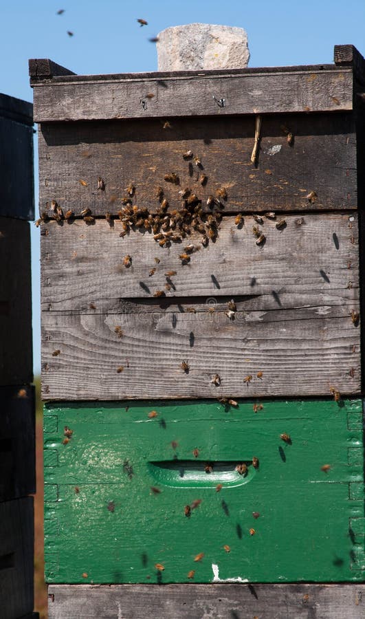 Colorful bee boxes stock image. Image of nature, bees - 27840245