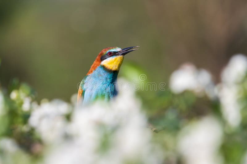 Colorful Bee-eater Bird Sings among Flowers in Spring Stock Image ...
