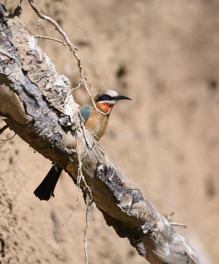 Colorful Bee-eater Bird on a Twig Stock Photo - Image of nature ...