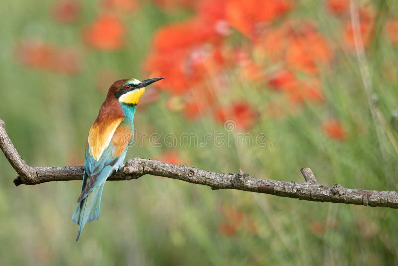 Colorful Bee-eater on the Branch of the Tree Stock Photo - Image of ...