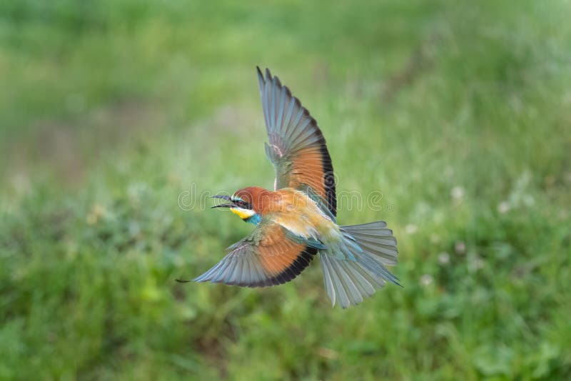 Bee-eater in flight stock photo. Image of flight, eater - 19633254