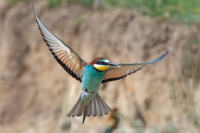 Colorful Bee Eater in Flight Merops Apiaster Flying Stock Image - Image ...
