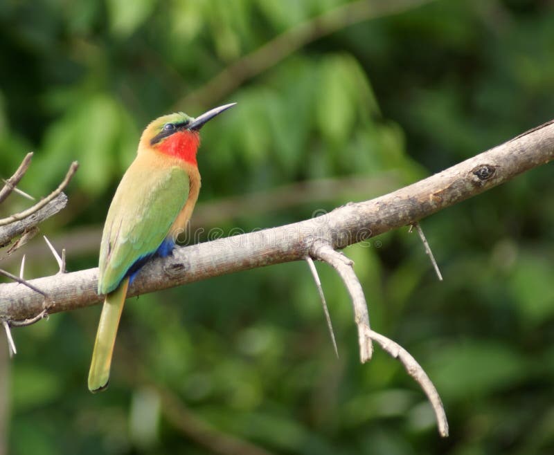 Colorful Bee-eater Sitting on a Twig Stock Image - Image of africa ...