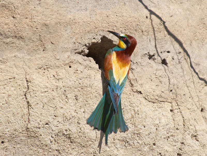 A colorful bee-eater stock photo. Image of nature, bird - 44077578