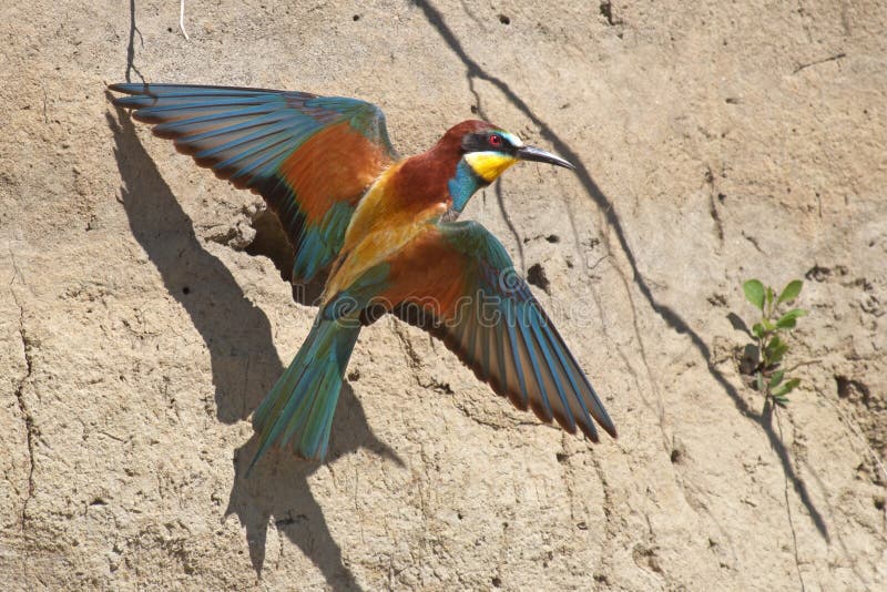 A colorful bee-eater stock photo. Image of reproduction - 44077590