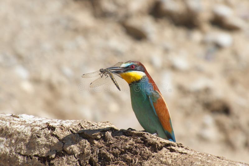 A colorful bee-eater stock photo. Image of birds, reproduction - 44077594