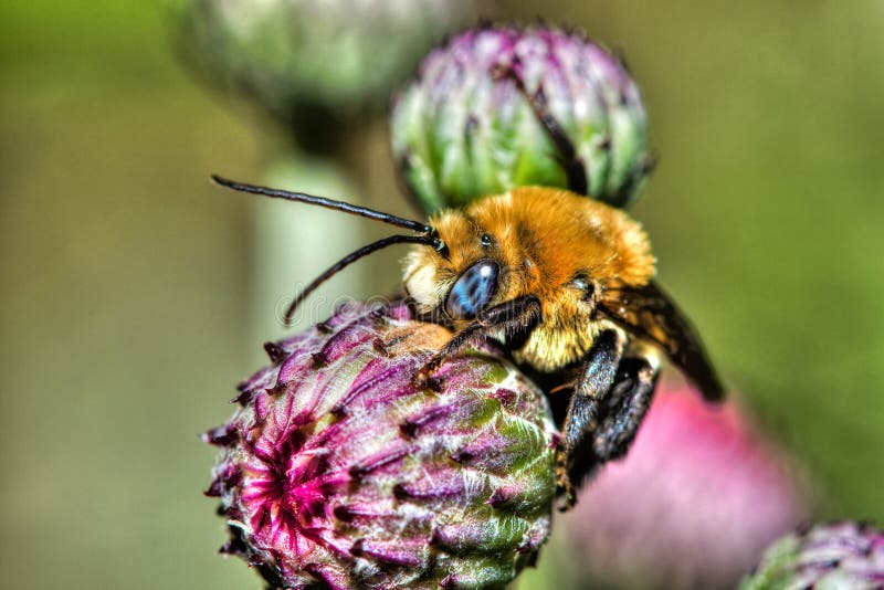 Colorful Bee in HDR stock image. Image of nature, pterygota - 32176053