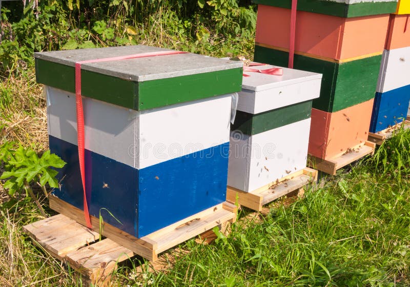 Commercial Bee Hives stock image. Image of apiary, gorda - 5240635