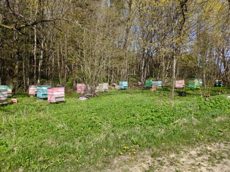 Colorful Bee Hives Boxes in Forest at Spring Stock Photo - Image of ...