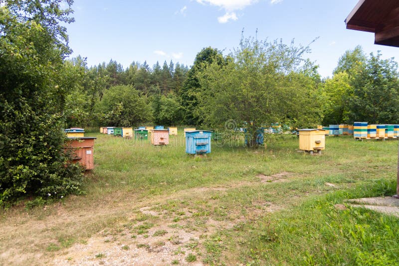 Colorful Bee Hives in the Forest.Beekeeper S Apiary Stock Image - Image ...