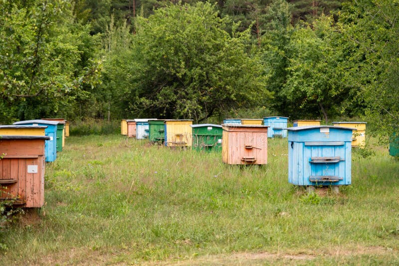 Colorful Bee Hives in the Forest.Beekeeper S Apiary Stock Photo - Image ...