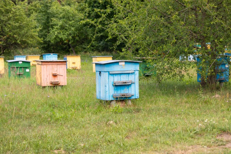 Colorful Bee Hives in the Forest.Beekeeper S Apiary Stock Photo - Image ...