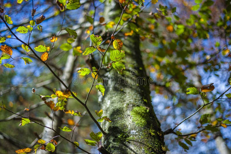 Colorful Beech Tree in Spring Stock Photo - Image of autumn, fall ...