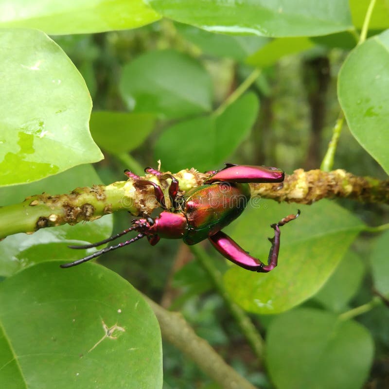 A Colorful Beetle Perched on a Tree Branch Stock Photo - Image of ...