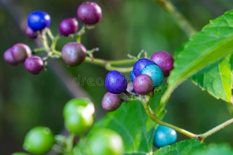 Colorful Berries in the Park Stock Image - Image of plant, outdoor ...