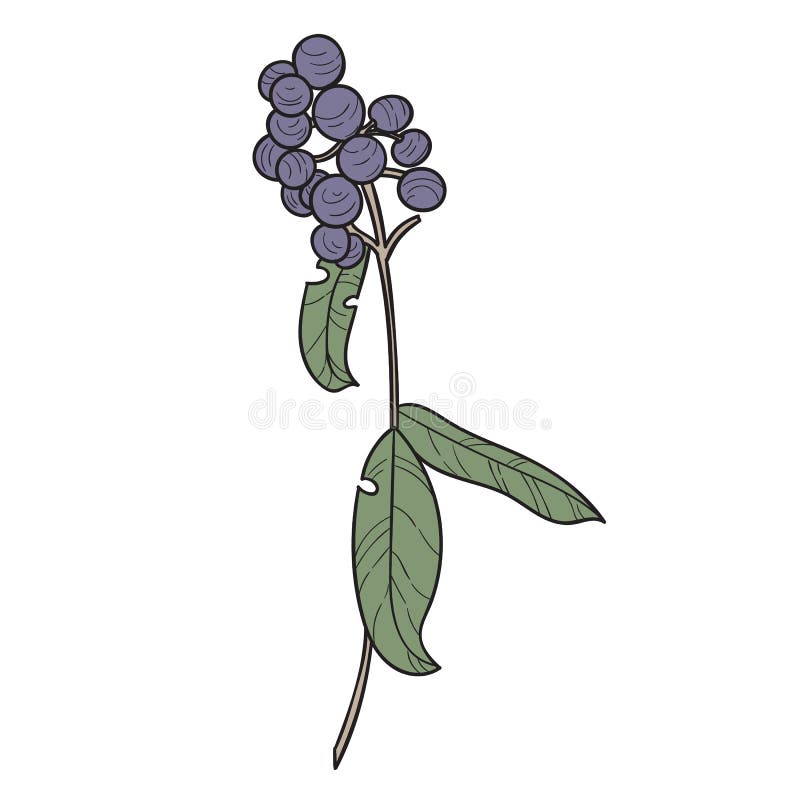 Colorful Berry Vector, Botanical Illustration Stock Vector ...