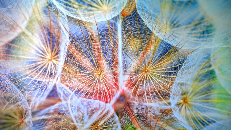 Colorful big dandelions stock image. Image of dandelions - 75304217