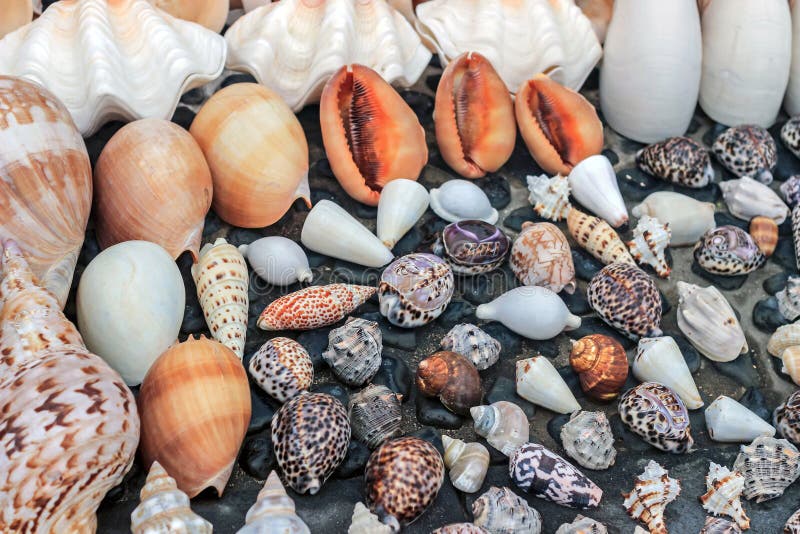 Sea shells on the ground stock image. Image of landscape - 128354541