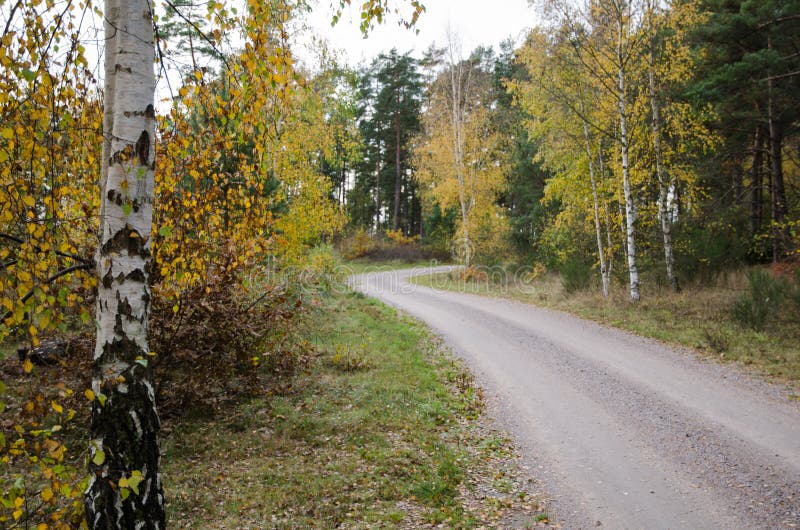 Colorful Birch Tree by Roadside Stock Image - Image of nature, color ...