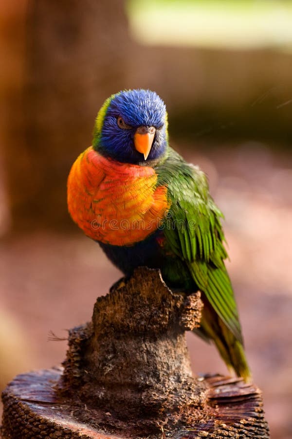 Colorful bird stock image. Image of bird, caged, breed - 4280369