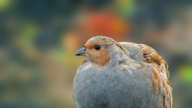 Boldly Grey Partridge Stock Photos - Free & Royalty-Free Stock Photos ...