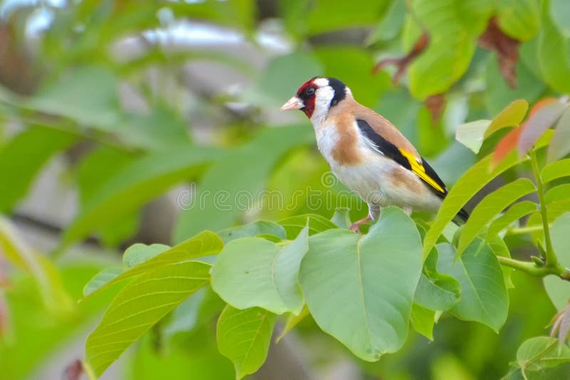 Colorful bird in the tree stock image. Image of green - 116540997