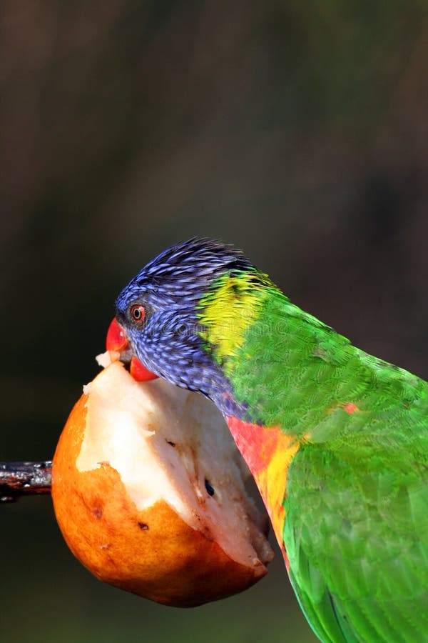 Colorful Bird Eating an Apple Stock Image - Image of rainbow, talon: 866265