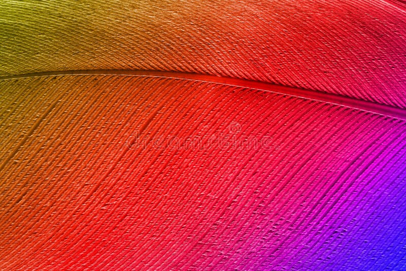 Colorful Bird Feather Texture for Background, Macro Stock Image - Image ...
