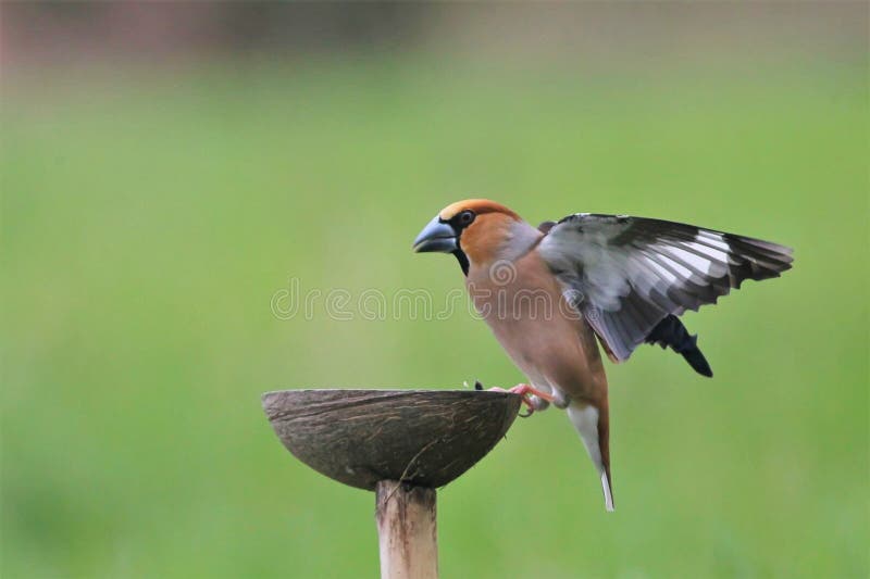 Season of Flight Colorful Bird Migration in Autumn Stock Illustration ...
