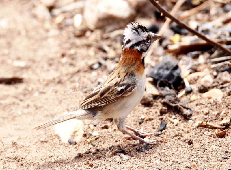 Colorful Bird on the Ground Stock Photo - Image of avian, hunt: 88860006