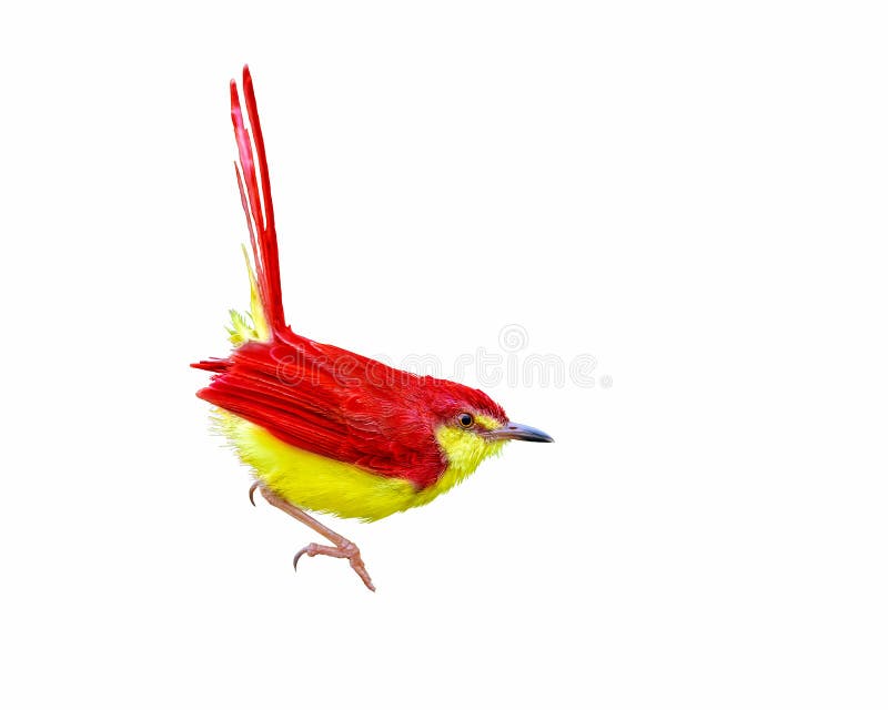 Colorful Bird Isolated on Branch with White Background. Stock Photo ...
