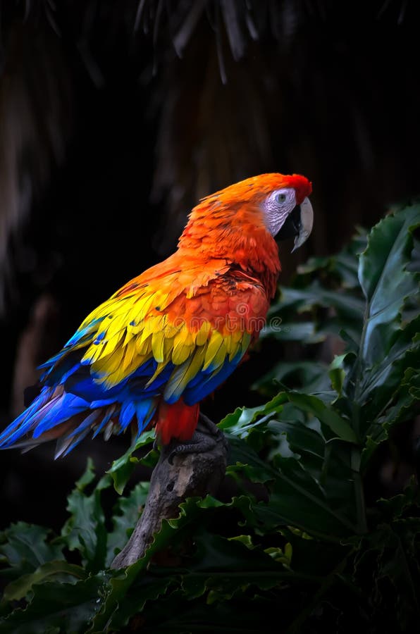Colorful Bird in the Jungle Stock Photo - Image of macaw, colorful ...