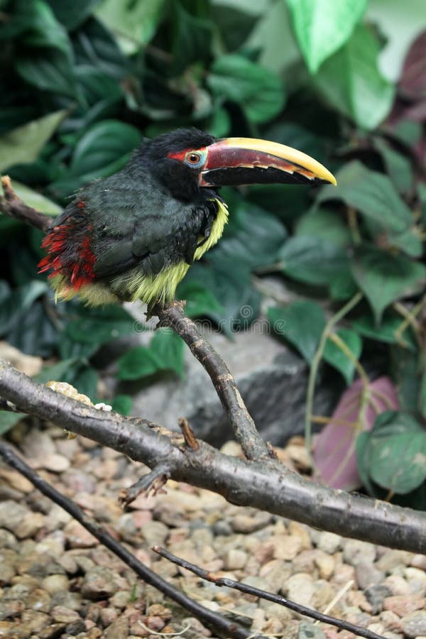 Colorful Bird with Large Beak Stock Photo - Image of color, tropical ...