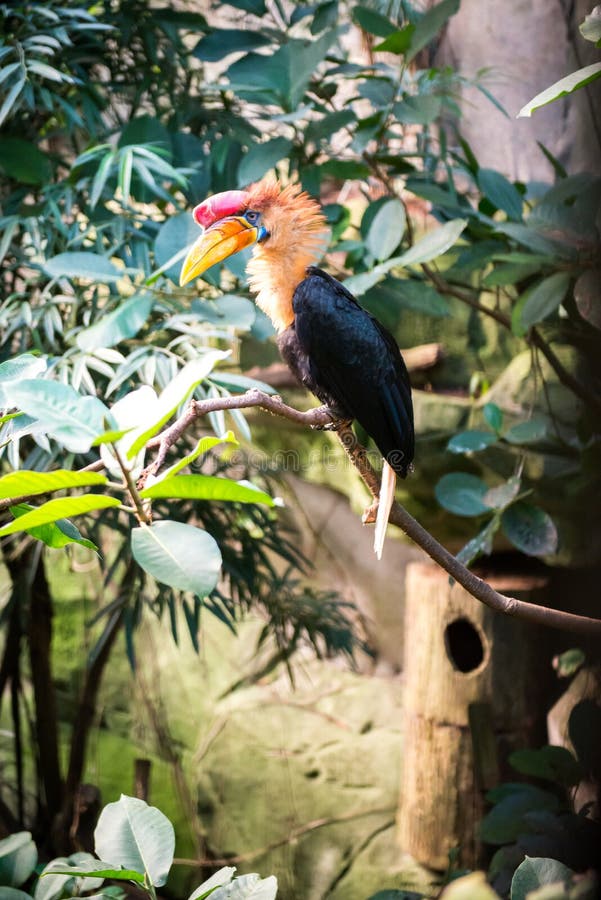 Colorful bird looking stock image. Image of outdoors - 49743393