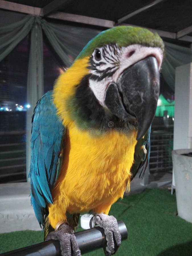 Colorful Bird Looking at You Stock Photo - Image of colorful, eyes ...