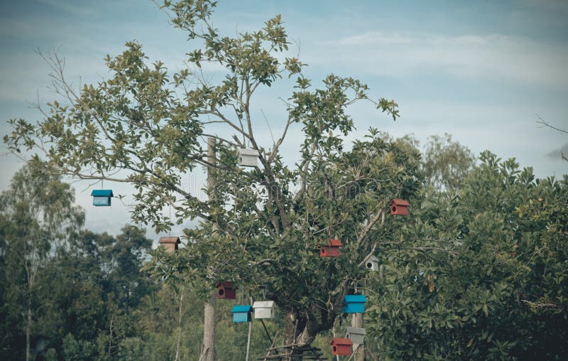 Colorful bird nest stock photo. Image of nature, birdhouse - 96726306