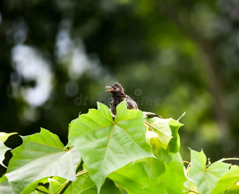 Colorful Bird Perching on the Leaves Stock Photo - Image of outdoor ...