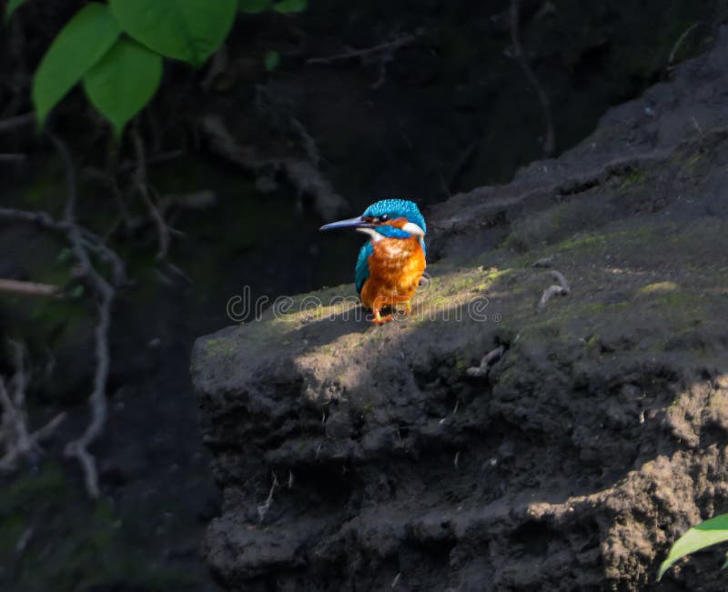 Colorful Bird on Rock Perch Stock Image - Image of perch, natural ...