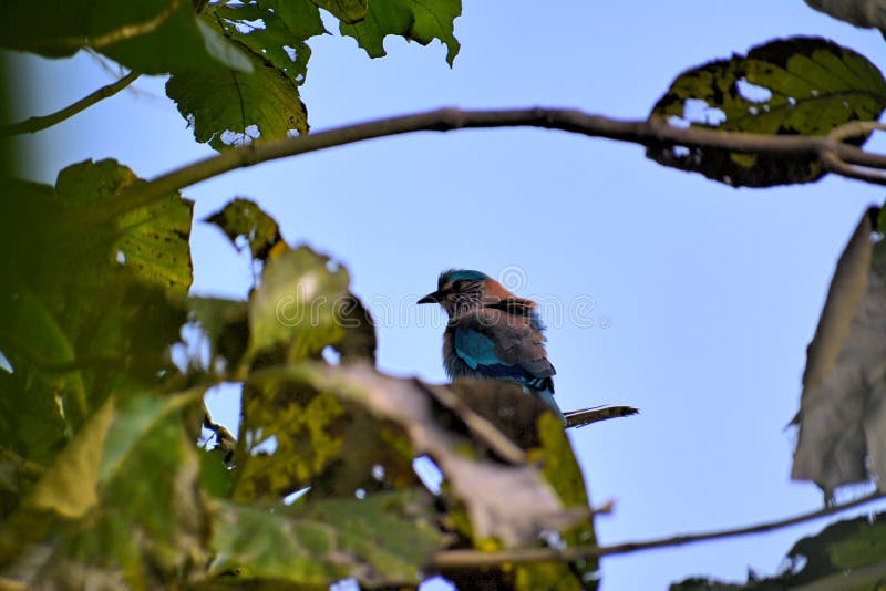 A Colorful Bird on the Tree Stock Photo - Image of green, brownblack ...