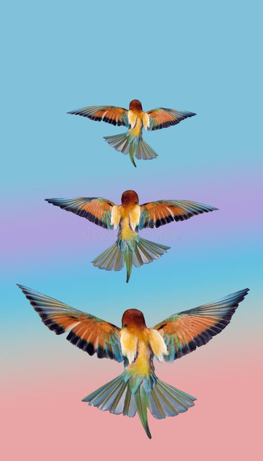 Colorful Birds Fly Up on a Rainbow Background Stock Image - Image of ...