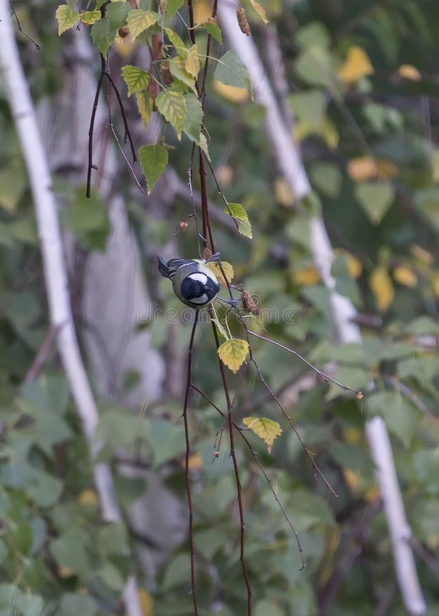 Colorful Birds between the Leaves of a Tree Stock Photo - Image of ...