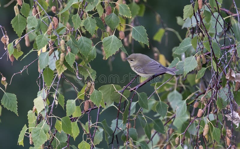 Colorful Birds between the Leaves of a Tree Stock Photo - Image of ...