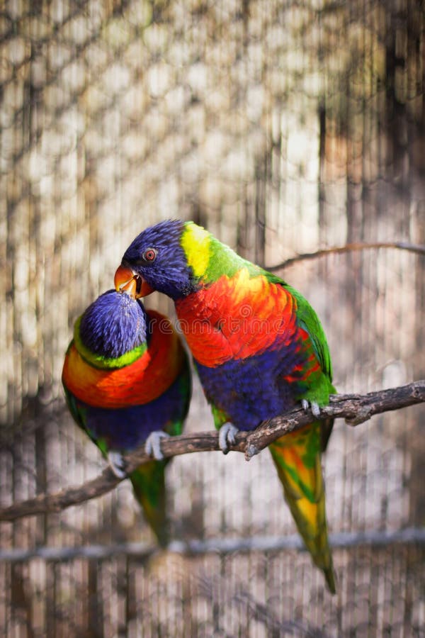 Colorful Birds stock photo. Image of habitat, animal - 37059044