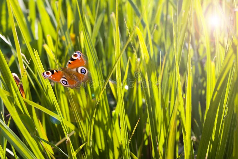 Colorful Blades of Grass and Flying Butterfly Stock Photo - Image of ...