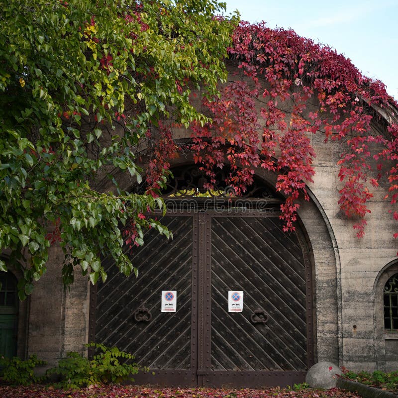 Colorful Blooming Branches Around an Iron Gate Editorial Image - Image ...