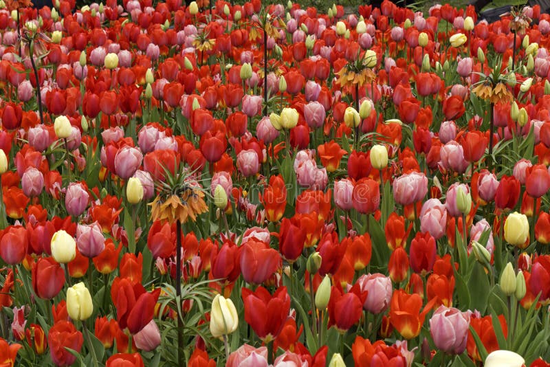 Colorful Blooming Red Tulip Field Stock Image - Image of blossom ...